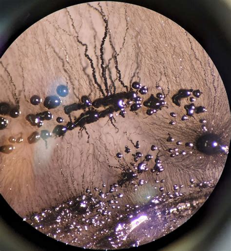 Aureobasidium Pullulans De Bary And Löwenthal G Arnaud