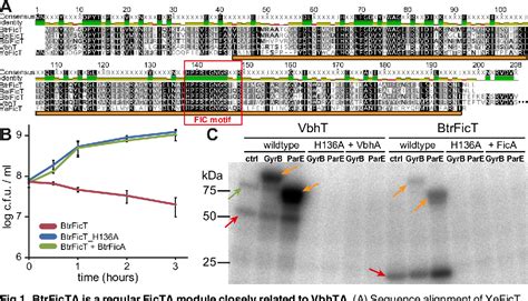 Figure 1 From A Bacterial Toxin Antitoxin Module Is The Origin Of Inter Bacterial And Inter