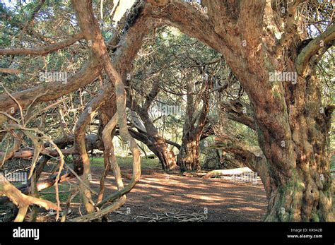 Ancient Yew Trees In Kingley Vale National Nature Reserve Chichester