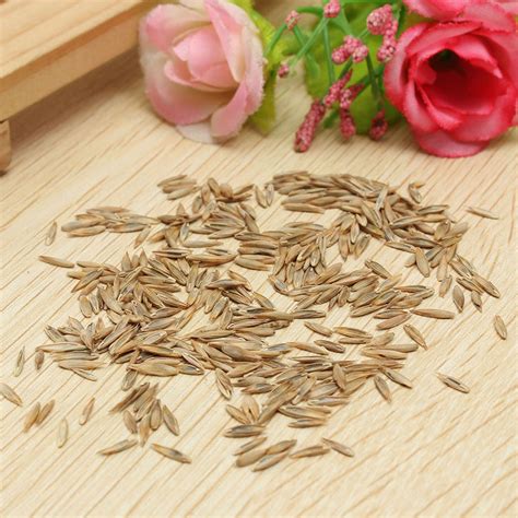 Семена Овсяницы Красной Фото — Картинки фотографии