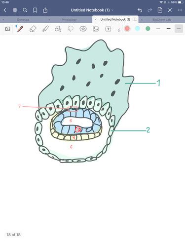 Day 8 Labeling Flashcards Quizlet