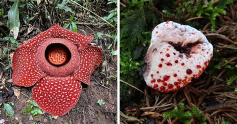 36 Strange Plants You Wouldnt Want To Have In Your Garden Bored Panda