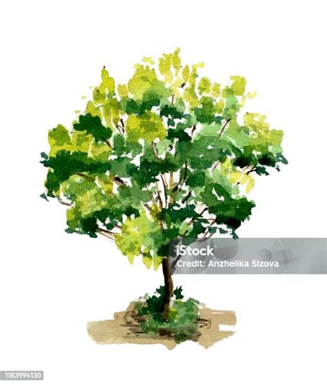 흰색 배경에 고립 된 생생한 녹색 음영의 여름 나무 손으로 그린 물 색깔 숲 디자인 요소 0명에 대한 스톡 벡터 아트 및 기타 이미지 Istock