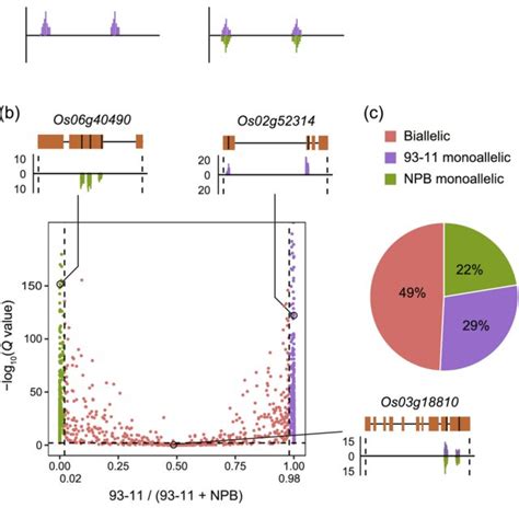Allelic Expression Patterns In Single Cells A Schematic Illustration