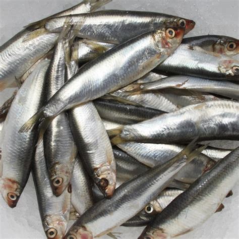 Sprat Fish In English