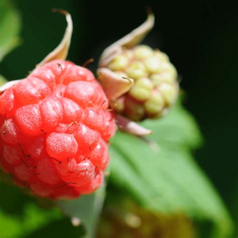 How To Grow A Productive Perennial Raspberry Patch The Off Grid Barefoot Girl