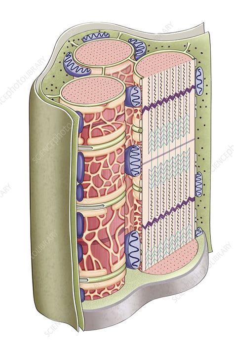Skeletal Muscle Contractile Appearance Stock Image C020 0331 Science Photo Library