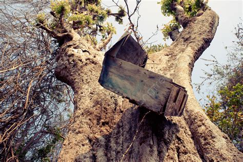 Mailboxtree Trunkmail Box Color Natural Danger Photo Background And