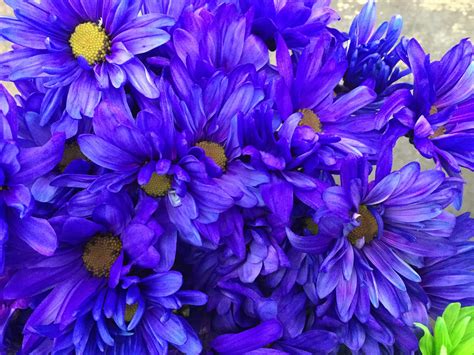 Crazy Daisy Mum Stevens And Son Wholesale Florist