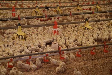 Оргио монголдоо өсгөсөн тахианы мах махан бүтээгдэхүүнээр хүн амын хүнсний хэрэгцээг хангаж байна