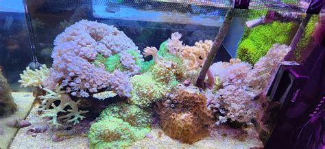 Fluval Evo 13 5g 2 Years Old R Reeftank