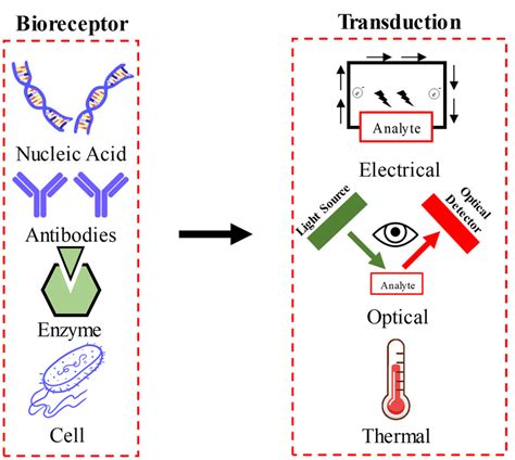 Schematic Showing The Working Principle Of Biosensors Based On