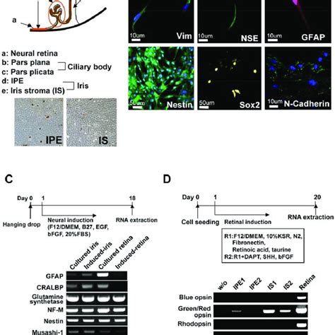 A Scheme Of Cell Sources In The Iris And Ciliary Body B