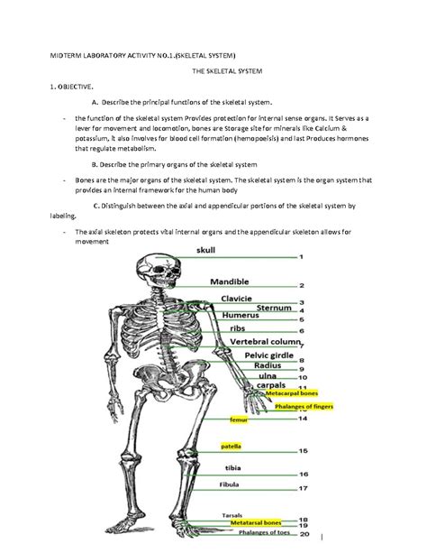 midterm laboratory activity no midterm laboratory activity no skeletal system the skeletal