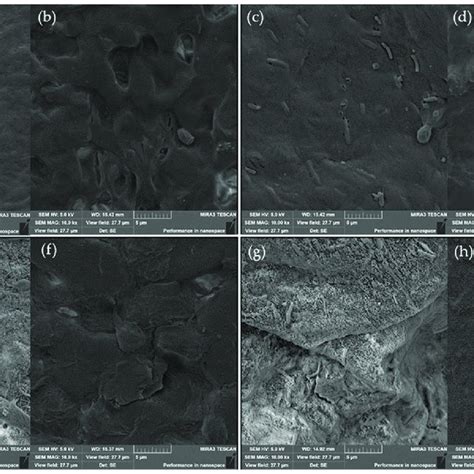 Scanning Electron Microscopy Of All Samples A Pure Bacterial Download Scientific Diagram