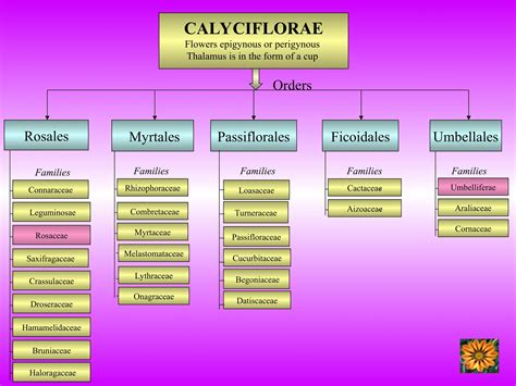Plant Classification System Rpj 20201318 Ppt