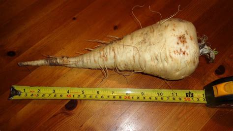 Thats My Parsnip Christmas Dinner And Shortages Coming Allotment