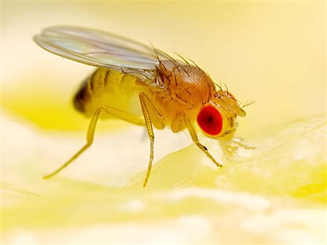Discovering Drosophila Melanogaster The Tiny Fly With Big Scientific