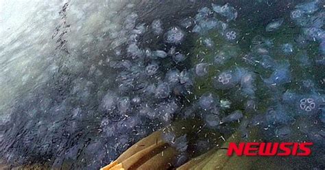 해수부 바다 불청객 해파리 대량출현 막는다