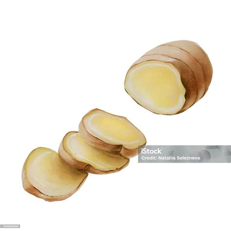 수채화 신선한 생강 뿌리입니다 손으로 그린 면역 강화 세트 비타민 고립 된 그림 쓰기 배경 갈색에 대한 스톡 벡터 아트 및 기타 이미지 Istock