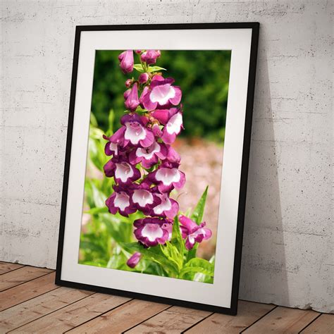 Penstemon Ruby Fields Flowers Art Print By Science Photo Library Science Photo Gallery