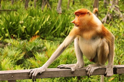 The Endangered Species Proboscis Monkey By Scdigitalphoto Redbubble