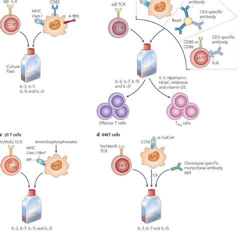 Pdf Engineering Lymphocyte Subsets Tools Trials And Tribulations