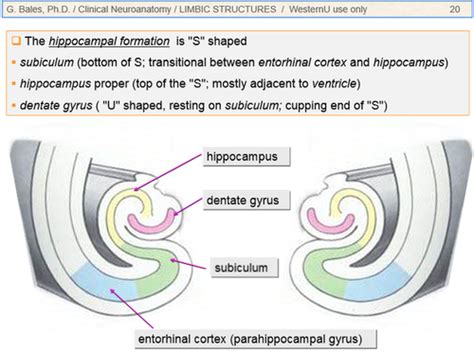 Neuro Limbic System Flashcards Quizlet