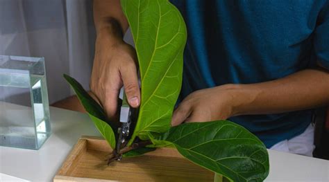 How To Propagate A Ficus Tree In Easy Steps