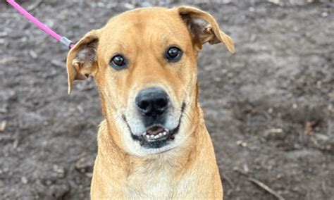 Get A Pet Of The Week Ivan A Sweet Lab Mix Whos Golden Inside And