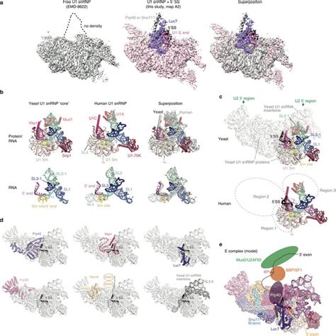 The Similarities And Differences Between Human And Yeast U1 Snrna A Download Scientific