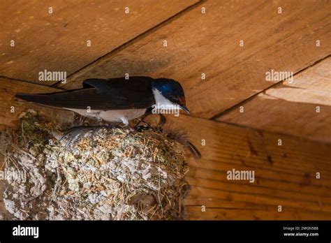 Barn Swallow Hirundo Rustica On Mud Nest Western Cape South Africa