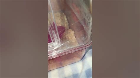 이상한포즈 햄씨 햄스터 귀여움 푸딩햄스터 Youtube