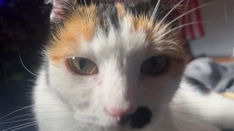 Meet Gitler R Cats