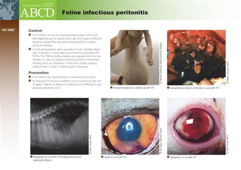 Diagnosing And Testing For FIP FIP Cats UK