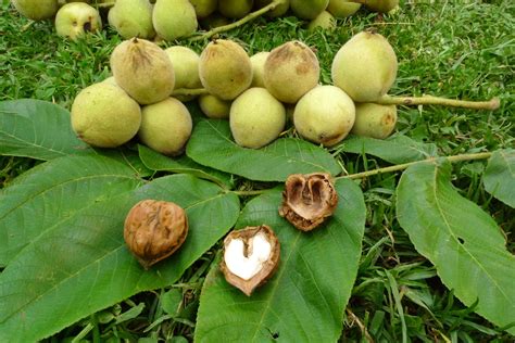 Walnut Nut Tree
