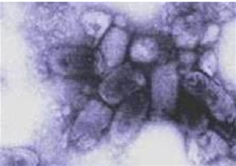 Canine Viruses Flashcards Quizlet