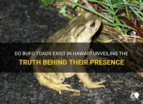 Do Bufo Toads Exist In Hawaii Unveiling The Truth Behind Their