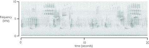 Songbird Spectogram Justin Kitzes Jpeg FWS Gov