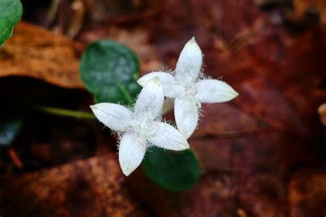 Mitchella Repens Partridgeberry Wildflowers Of The National Capital