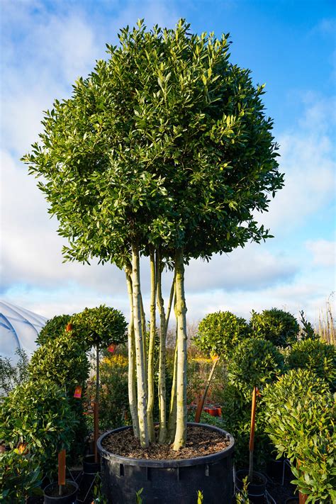 Laurus Nobilis Multistem Bay Laurel The Plant Collector