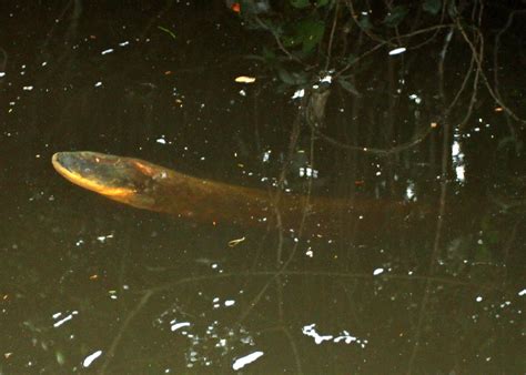 Amazon Brazil Peacock Bass Wolffish And Catfish