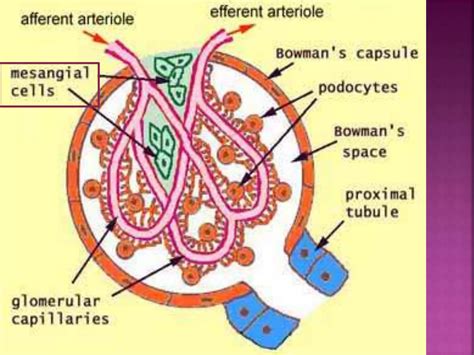 Histology Of Glomerulus Pptx Biological Sciences Science