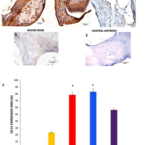 Confirmation Of The Decellularization Process Nuclear Content Was Download Scientific Diagram