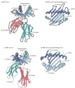 MHC Molecules Major Histocompatibility Complex Definition Properties Class Types