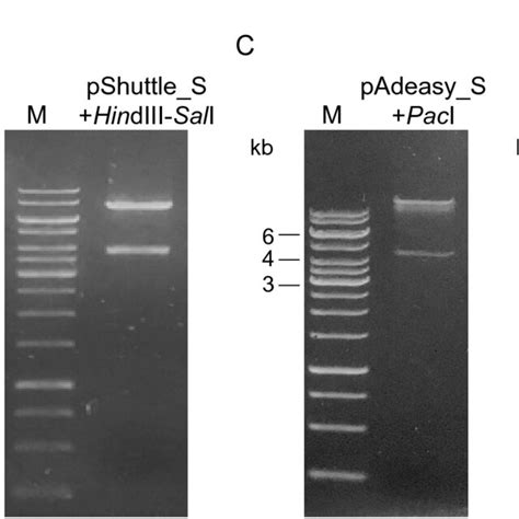 Characterization Of Recombinant Shuttle Plasmid And Adenoviral Genome