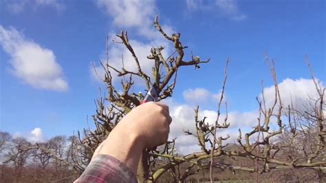 Fruit Trees Home Gardening Apple Cherry Pear Plum Pruning