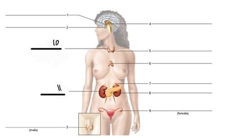 Human A P Lab Exam Images Flashcards Quizlet