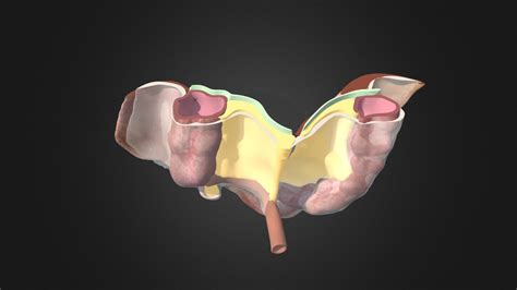 Qr 3 Section Through Left And Right Mesocolon 3d Model By Dara Walsh