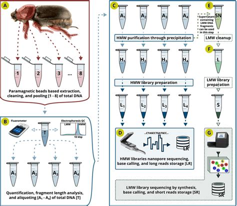 Optimal Library Preparation And Sequencing A Total Dna Is Extracted